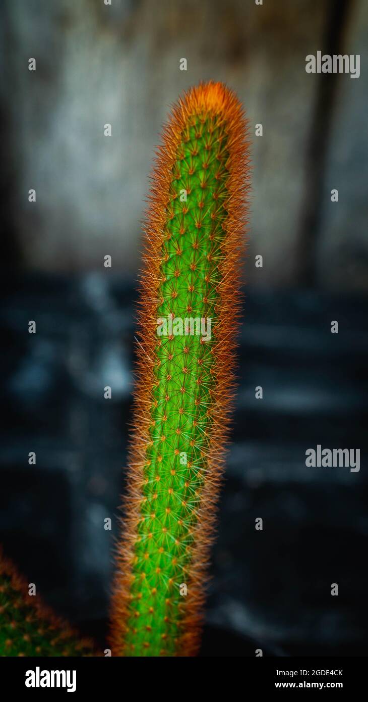 Detail look of cactus plant with red spines Stock Photo - Alamy