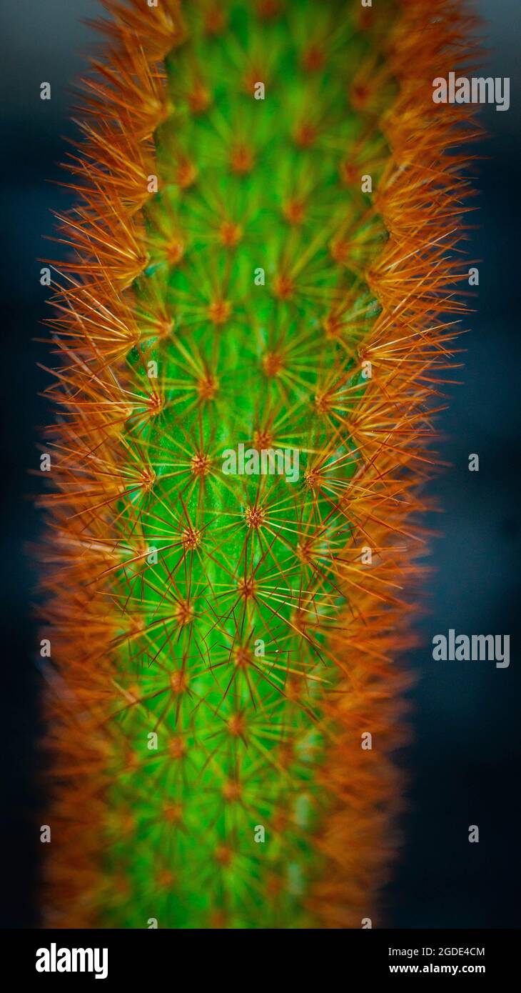 Detail look of cactus plant with red spines Stock Photo - Alamy