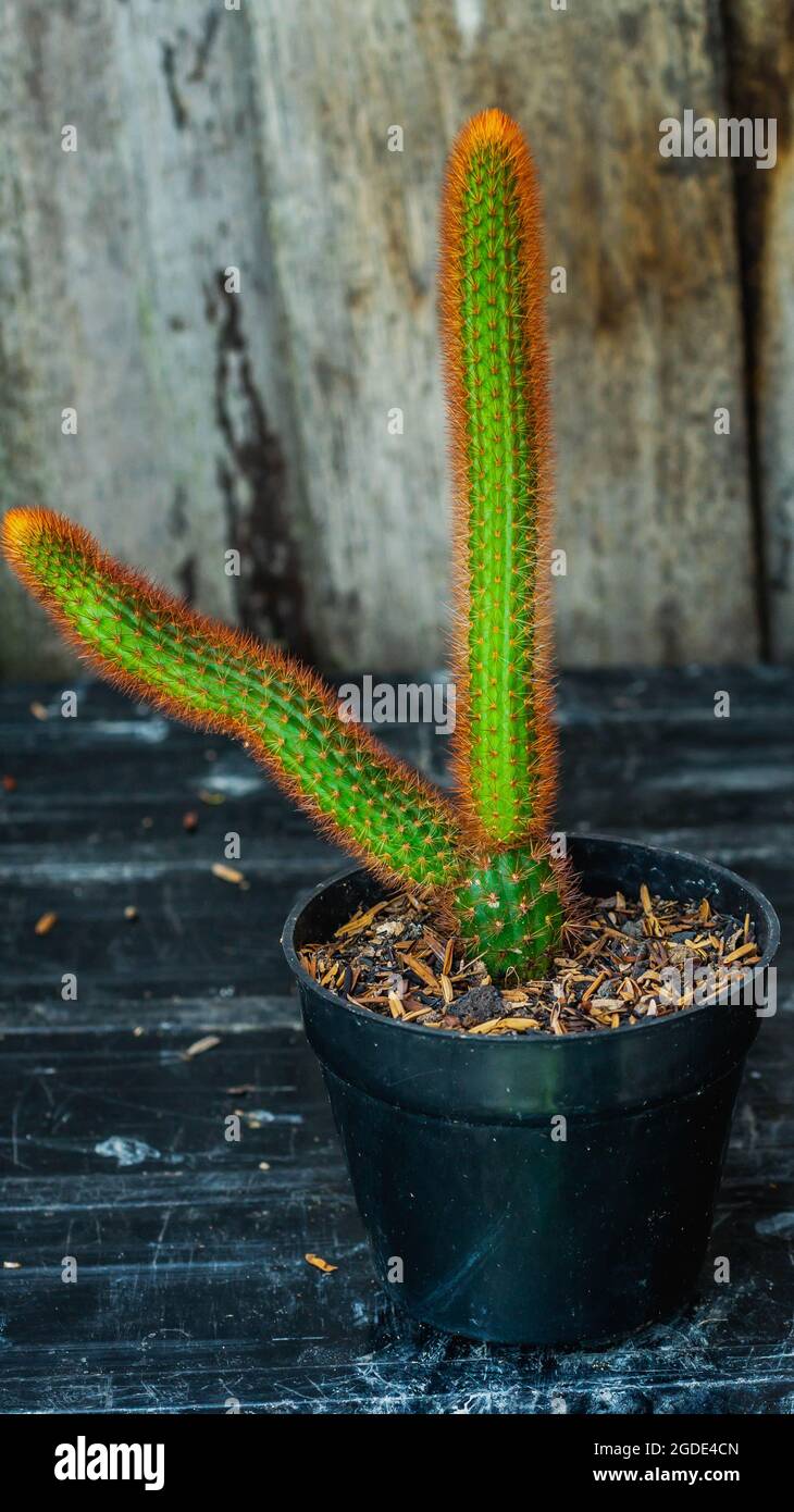 Detail look of cactus plant with red spines Stock Photo - Alamy