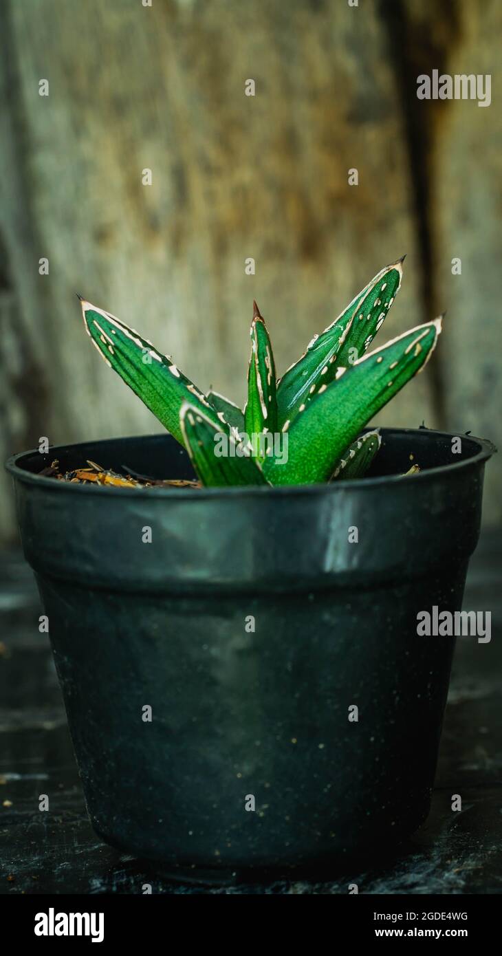 closeup of green agave plant Stock Photo - Alamy