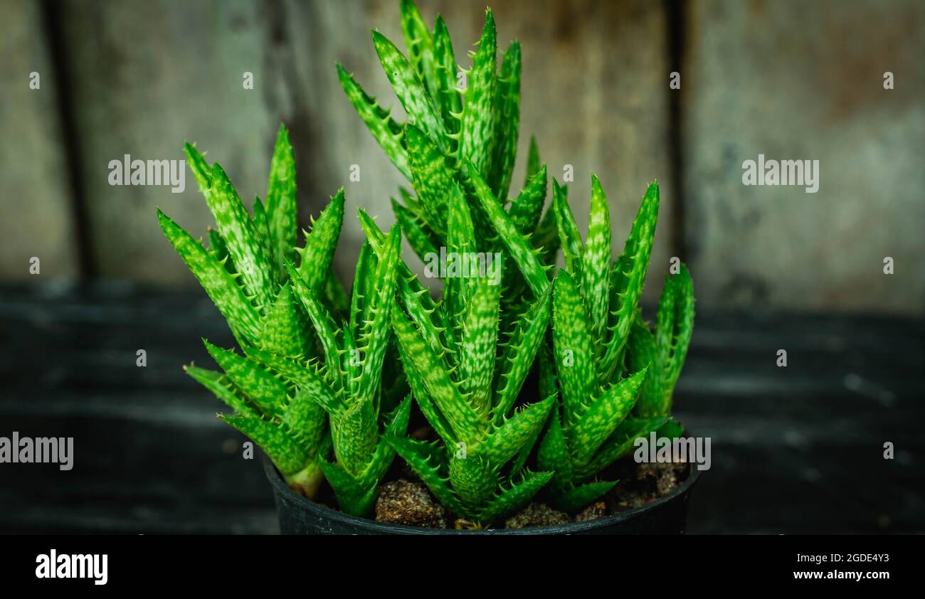 green lush clump of aloe juvenna Stock Photo - Alamy