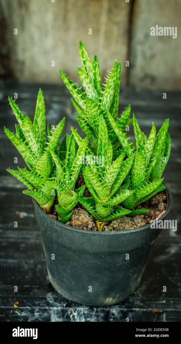 green lush clump of aloe juvenna Stock Photo - Alamy