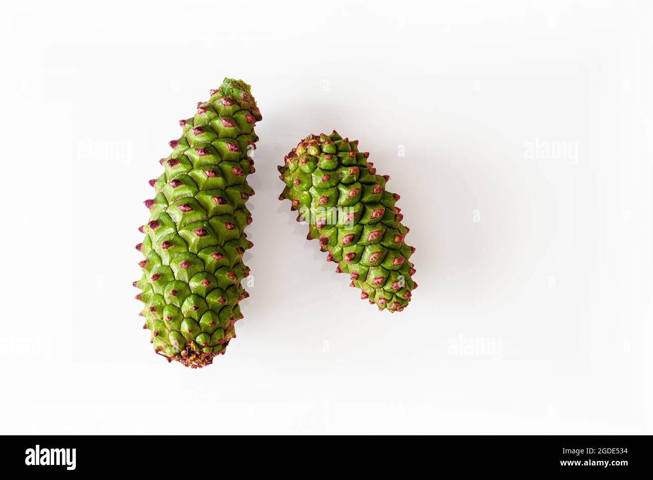 Green pine cones isolated on white. Clipping path Stock Photo - Alamy
