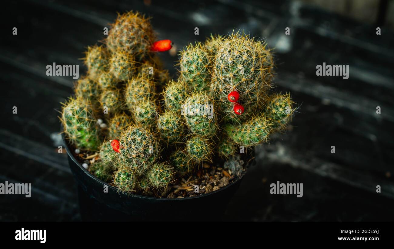 Beautiful clump of Mammilaria cactus with wooden background Stock Photo ...