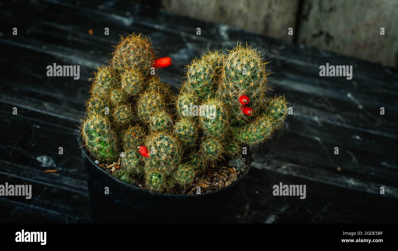 Beautiful clump of Mammilaria cactus with wooden background Stock Photo ...