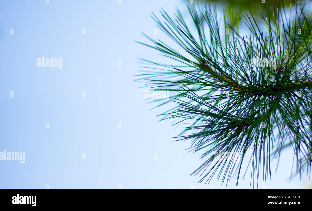 Pine tree border hi-res stock photography and images - Alamy