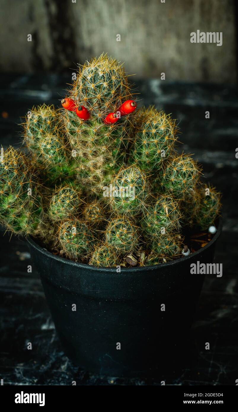 Beautiful clump of Mammilaria cactus with wooden background Stock Photo ...