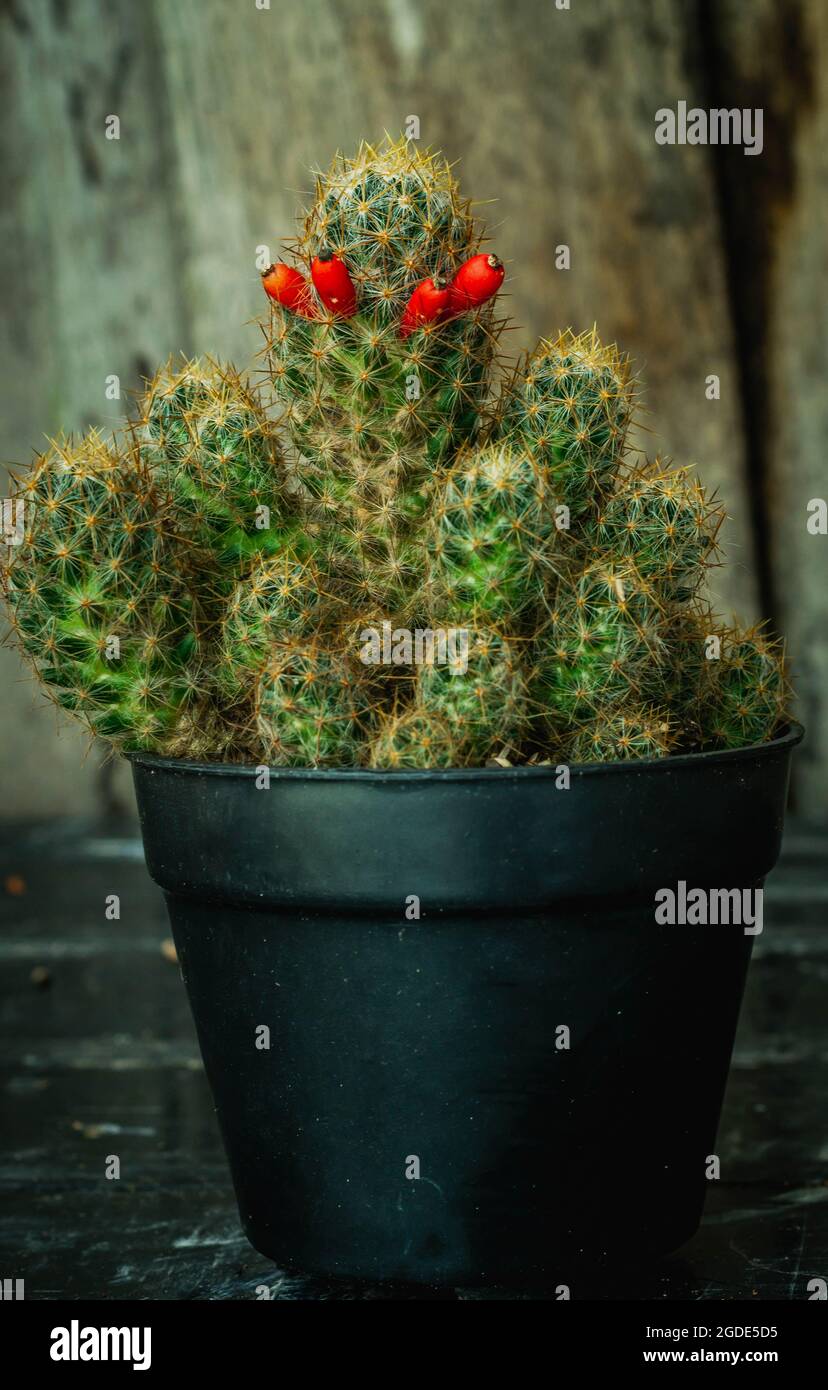 Beautiful clump of Mammilaria cactus with wooden background Stock Photo ...