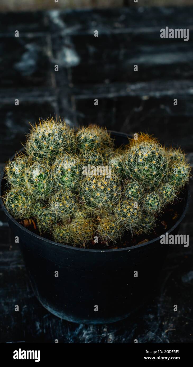 Beautiful clump of Mammilaria cactus with wooden background Stock Photo ...