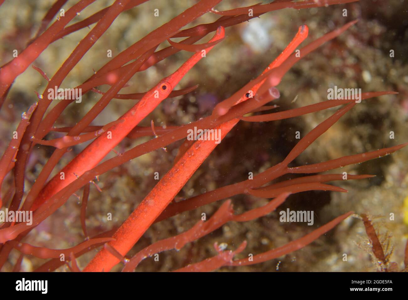 Red wide bodied pipefish hi-res stock photography and images - Alamy