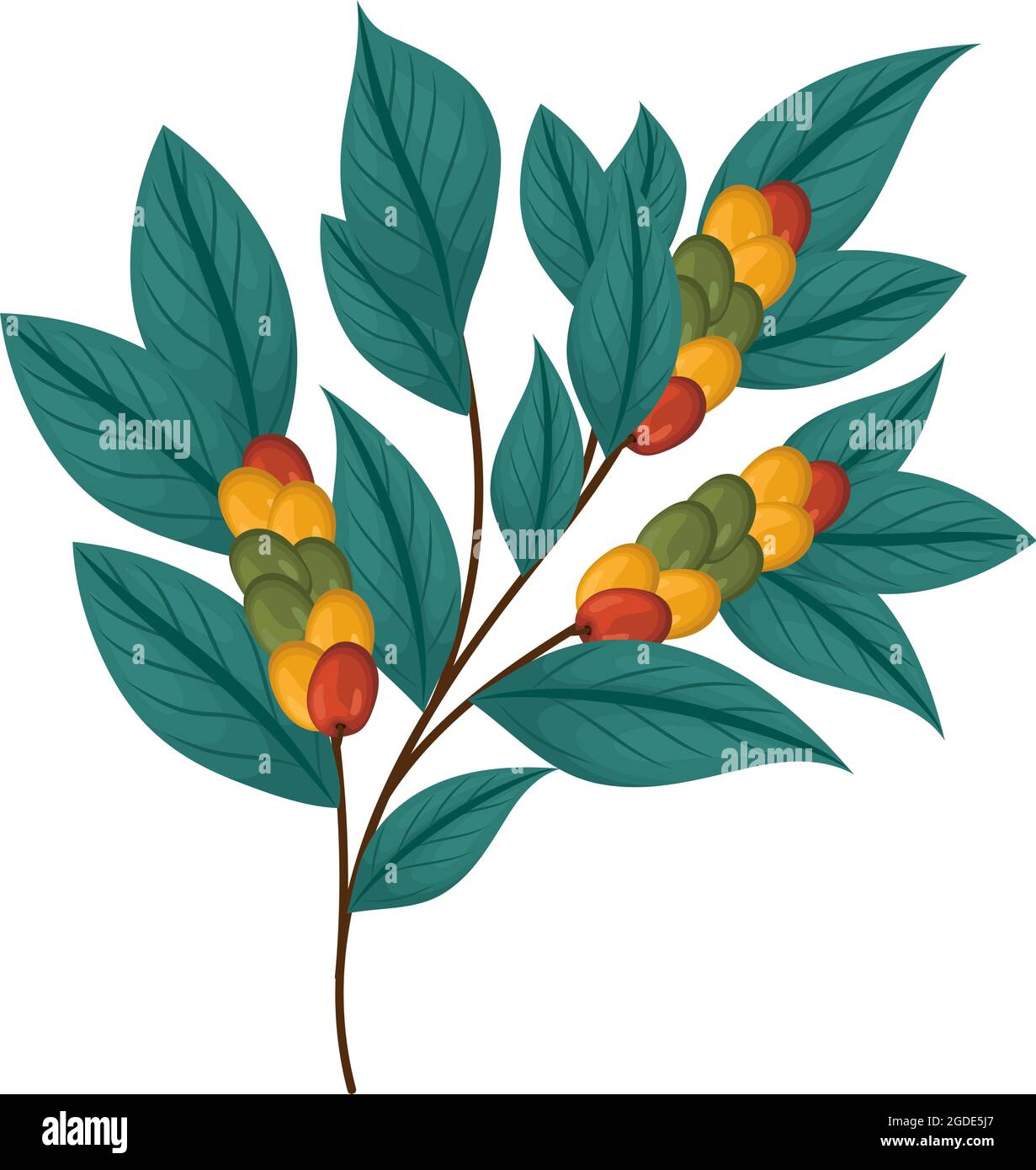 coffee branch illustration Stock Vector Image & Art - Alamy