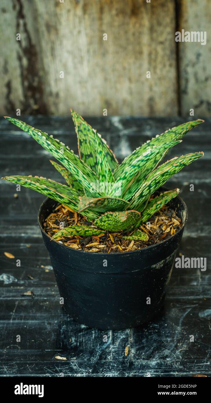 Detail look of Aloe, beautiful succulent plant Stock Photo - Alamy
