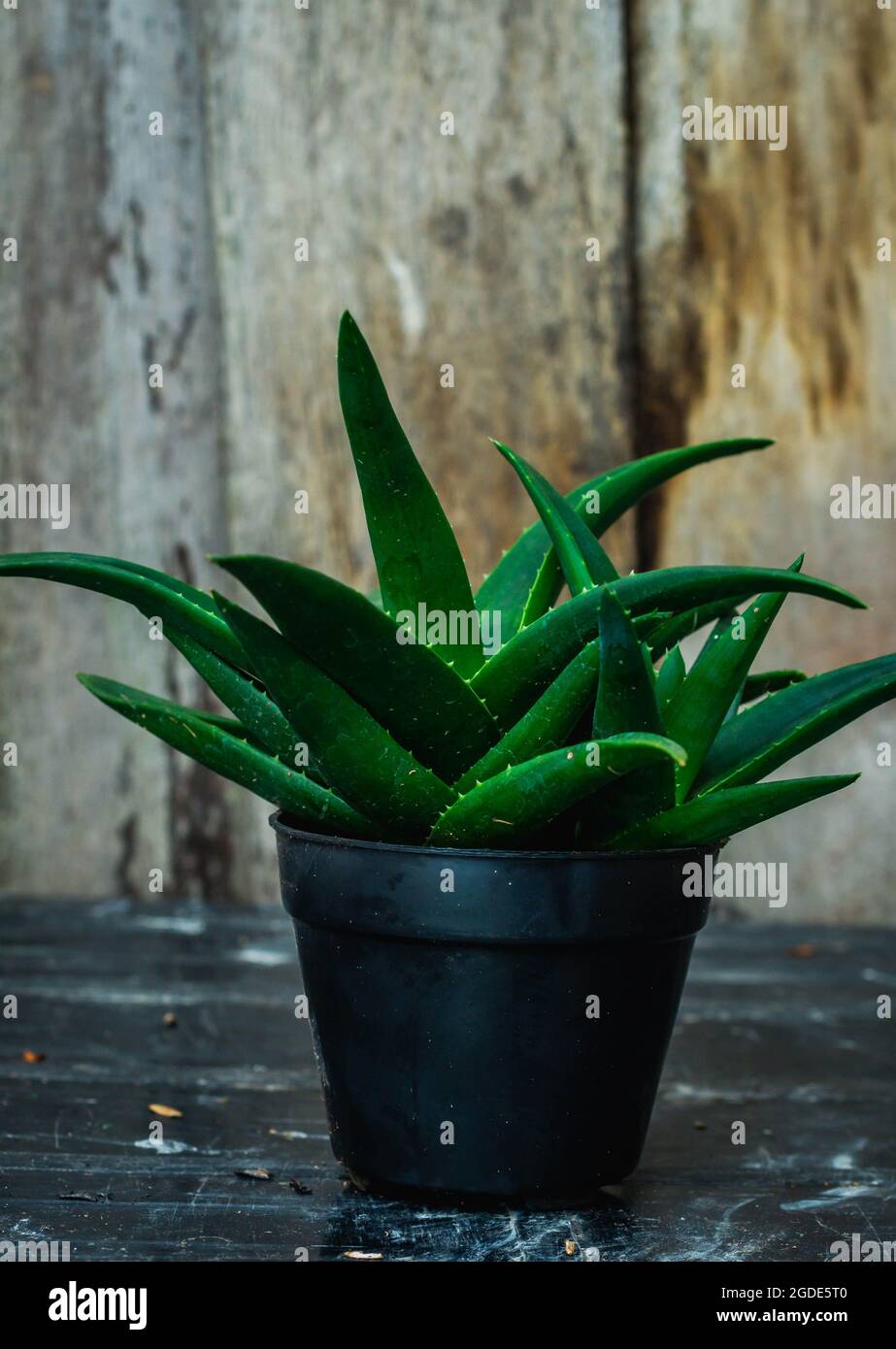 Detail look of Aloe, beautiful succulent plant Stock Photo - Alamy