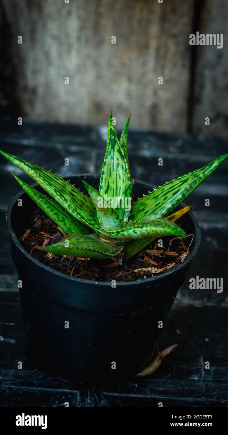 Detail look of Aloe, beautiful succulent plant Stock Photo - Alamy