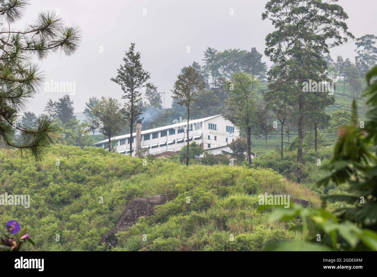 Tea manufacturing hi-res stock photography and images - Alamy