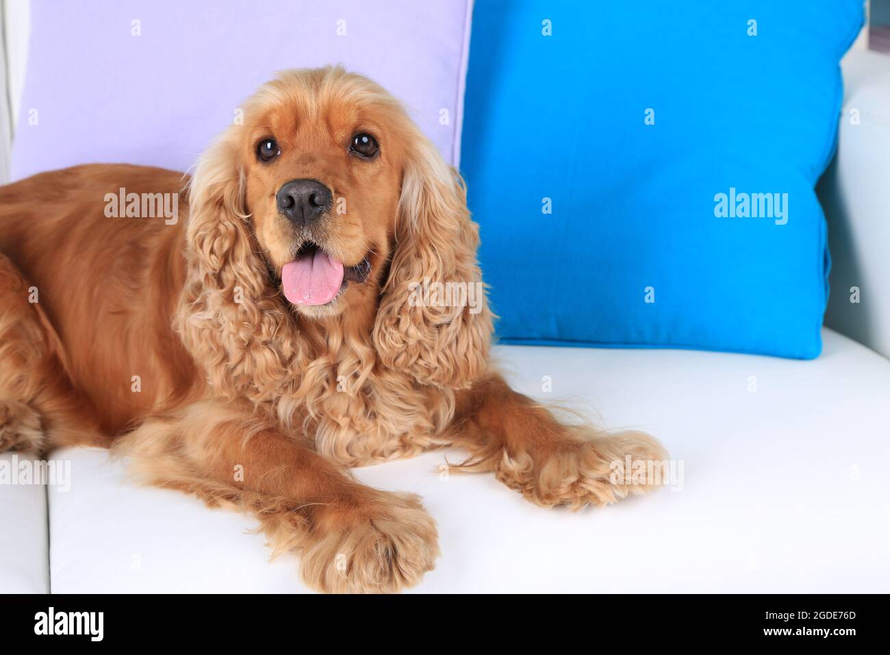 English cocker spaniel on sofa in room Stock Photo - Alamy