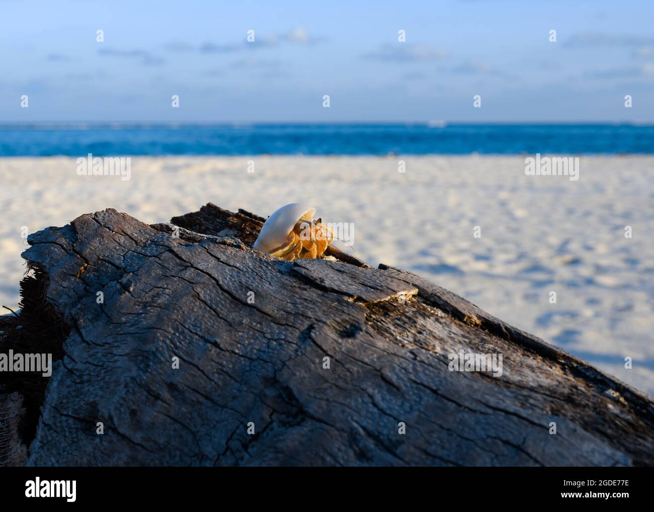 Small crustacean hi-res stock photography and images - Alamy