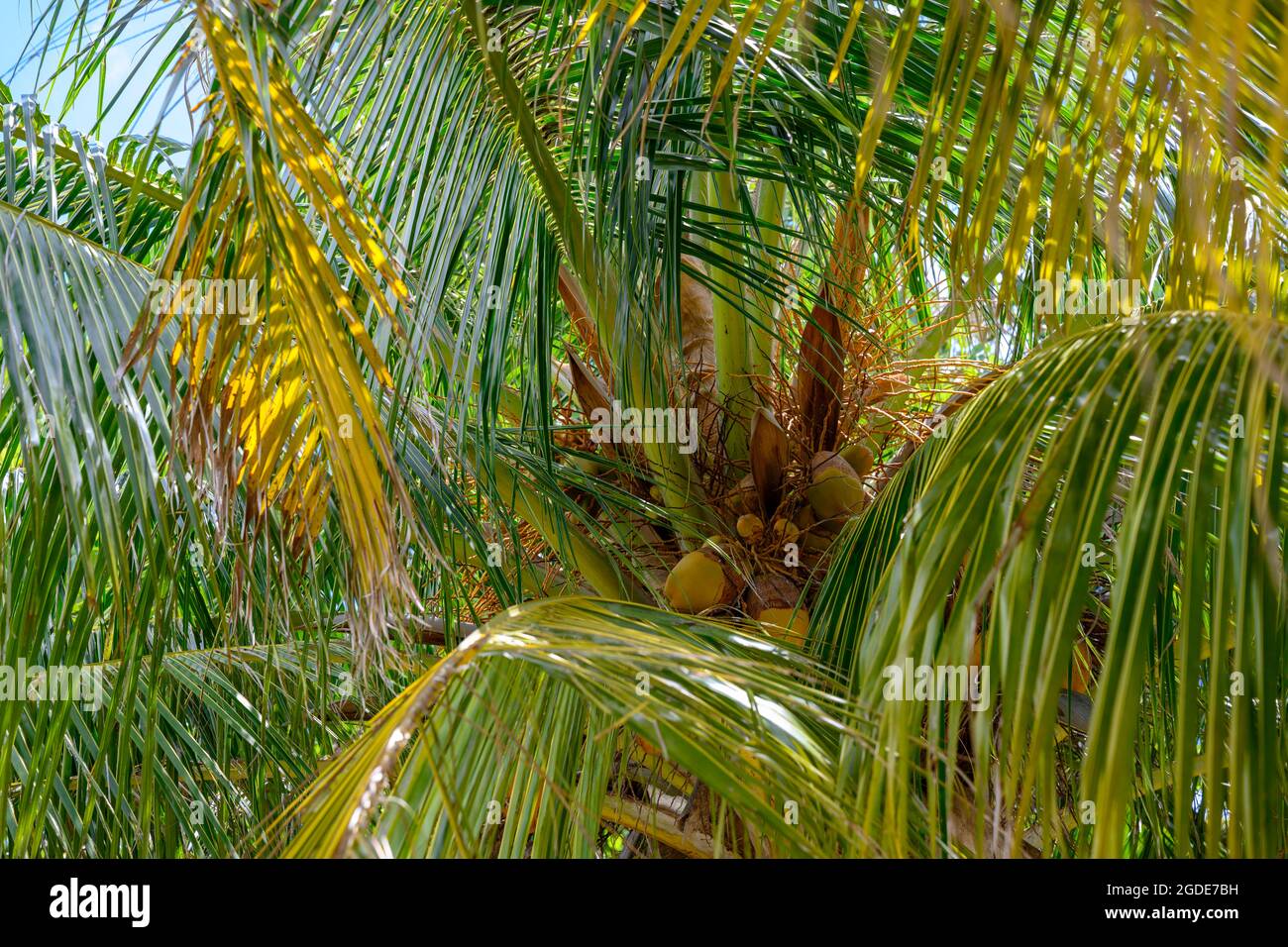 Close-up view of a coconut tree with fruit Stock Photo - Alamy