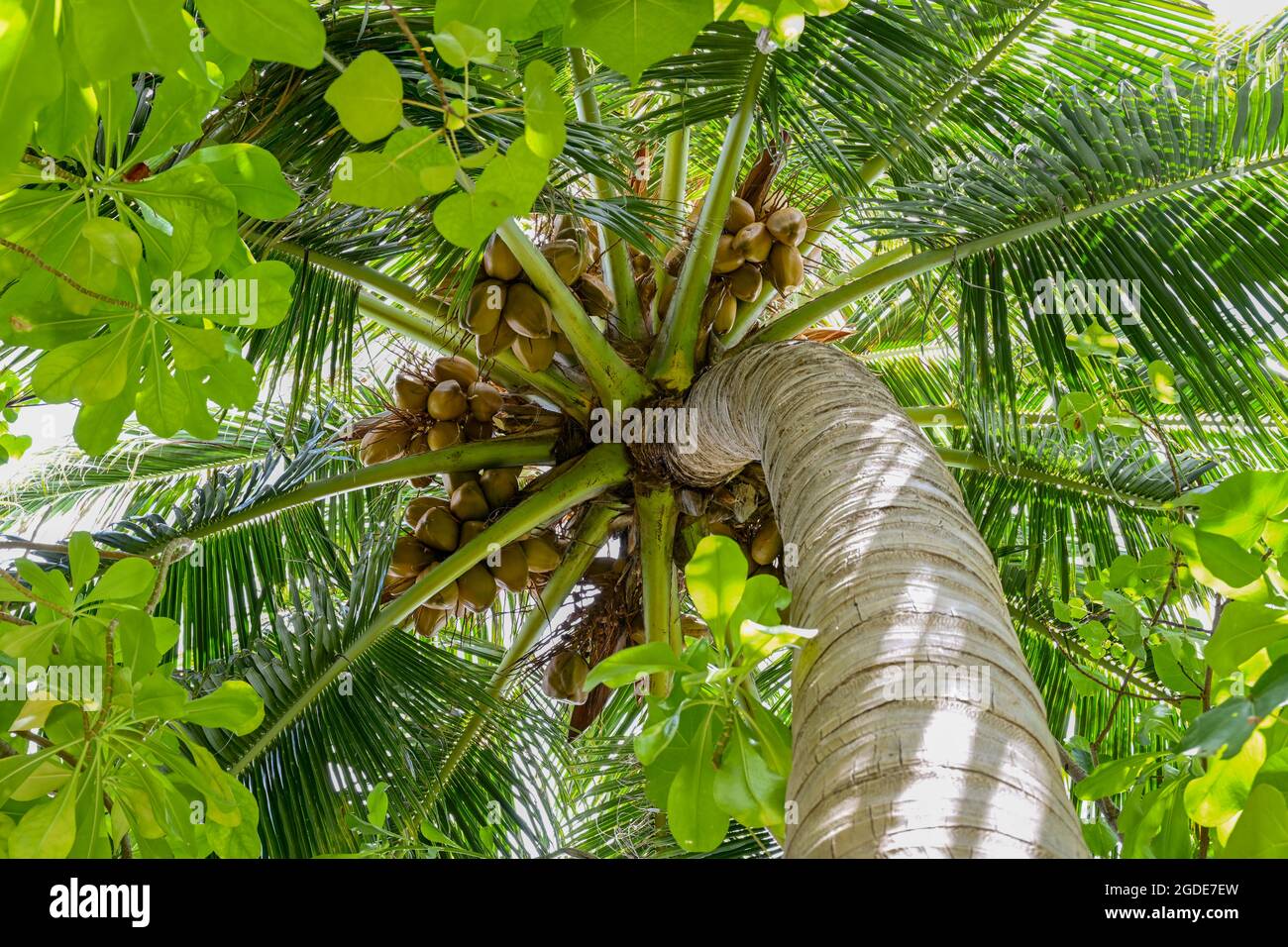 Bottom view of a coconut tree with fruit in the rainforest Stock Photo ...