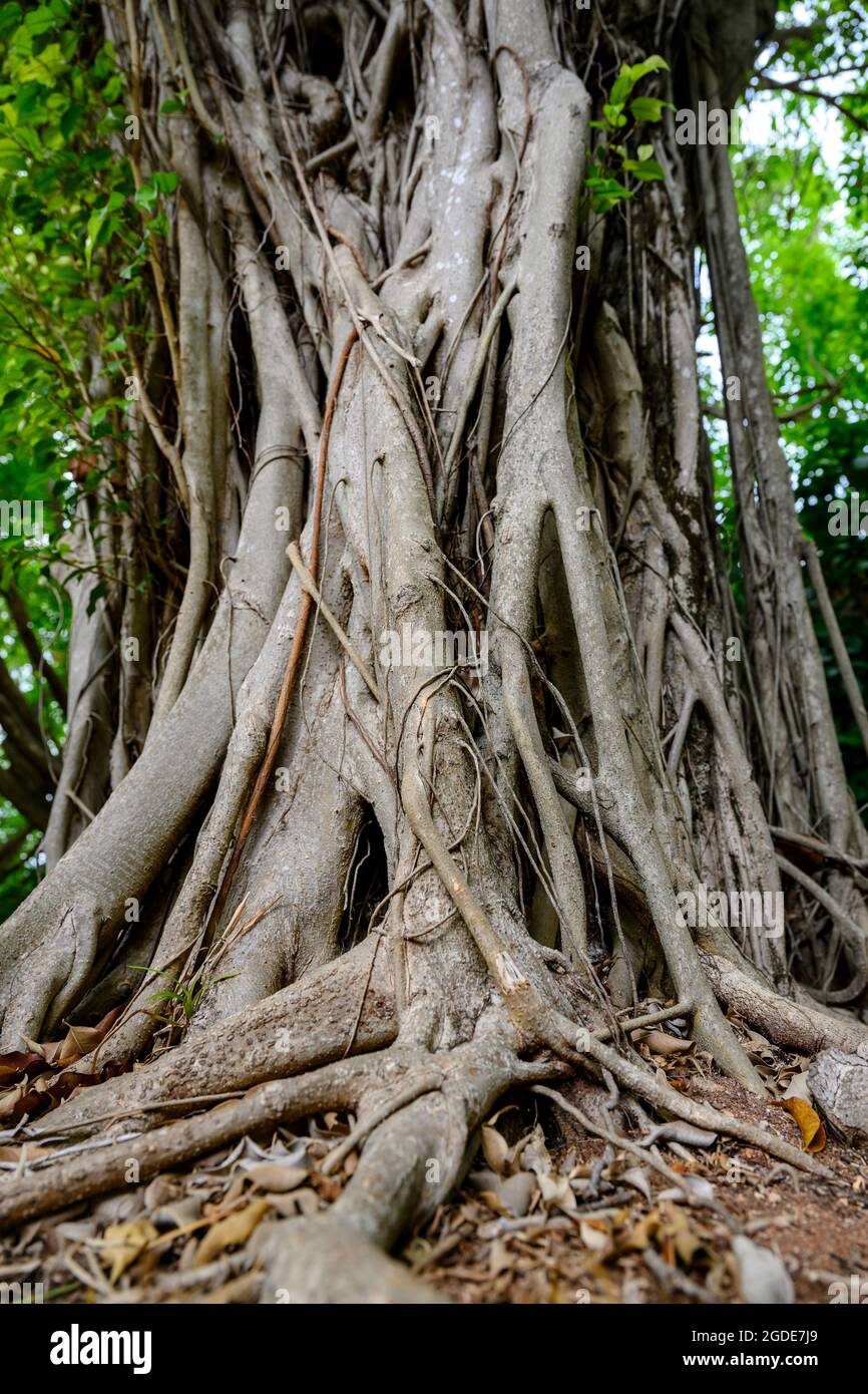 The intertwining roots rise up to the trunk of a rising Banyan tree ...