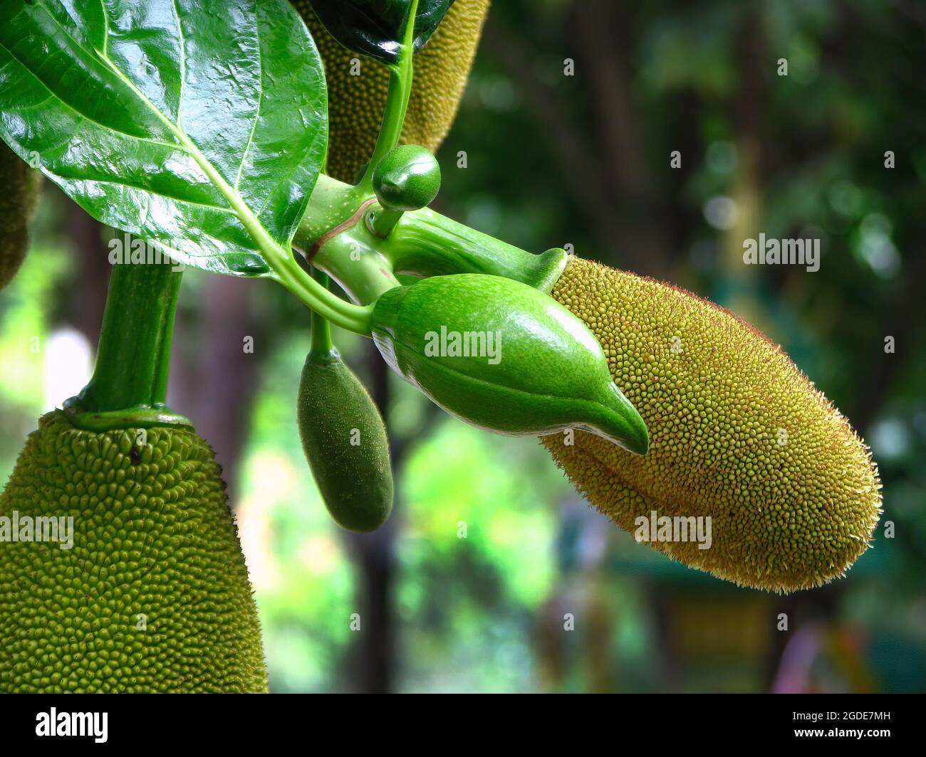 Jackfruit seed hi-res stock photography and images - Alamy