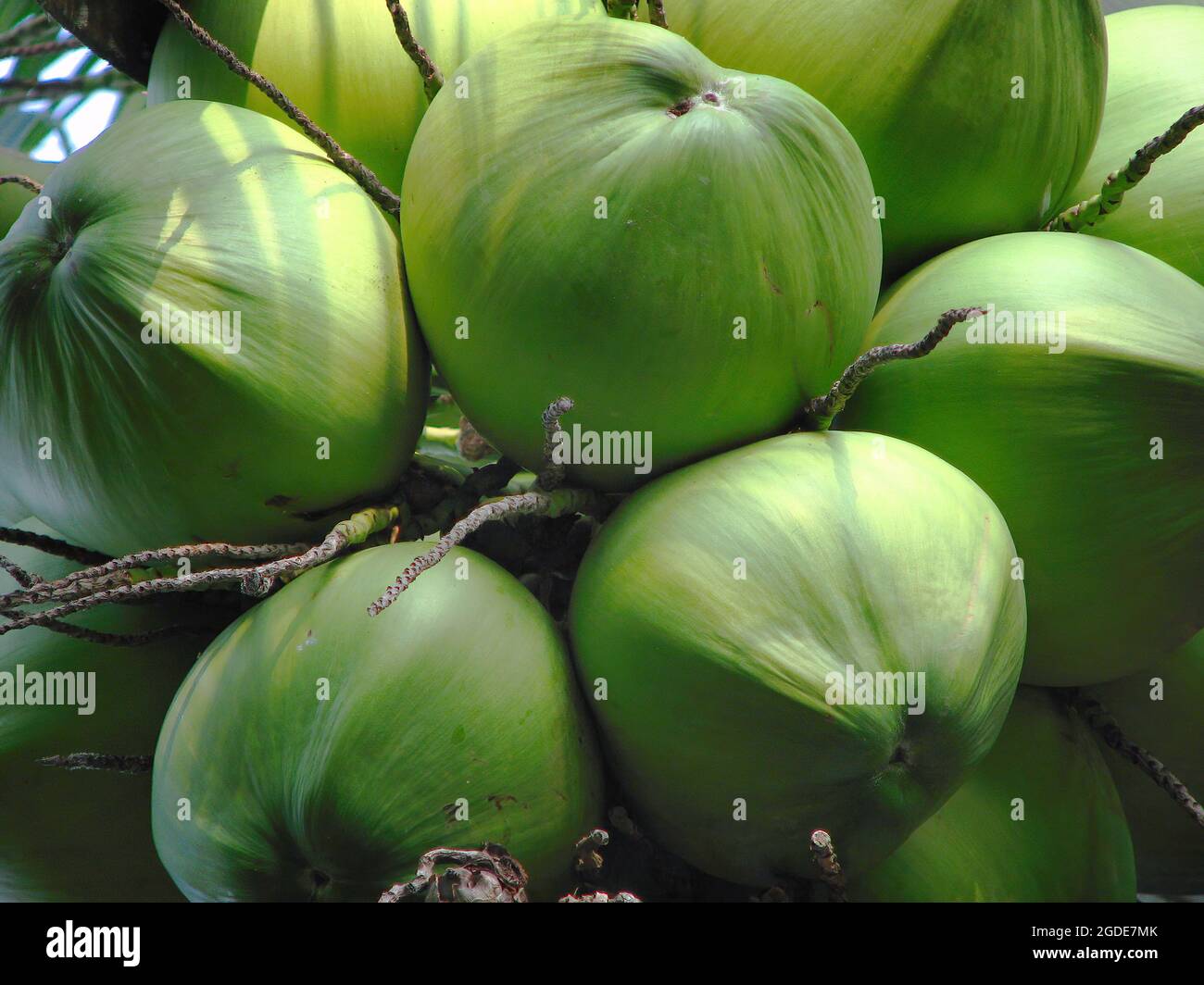 Green Coconut Fruit Wallpaper