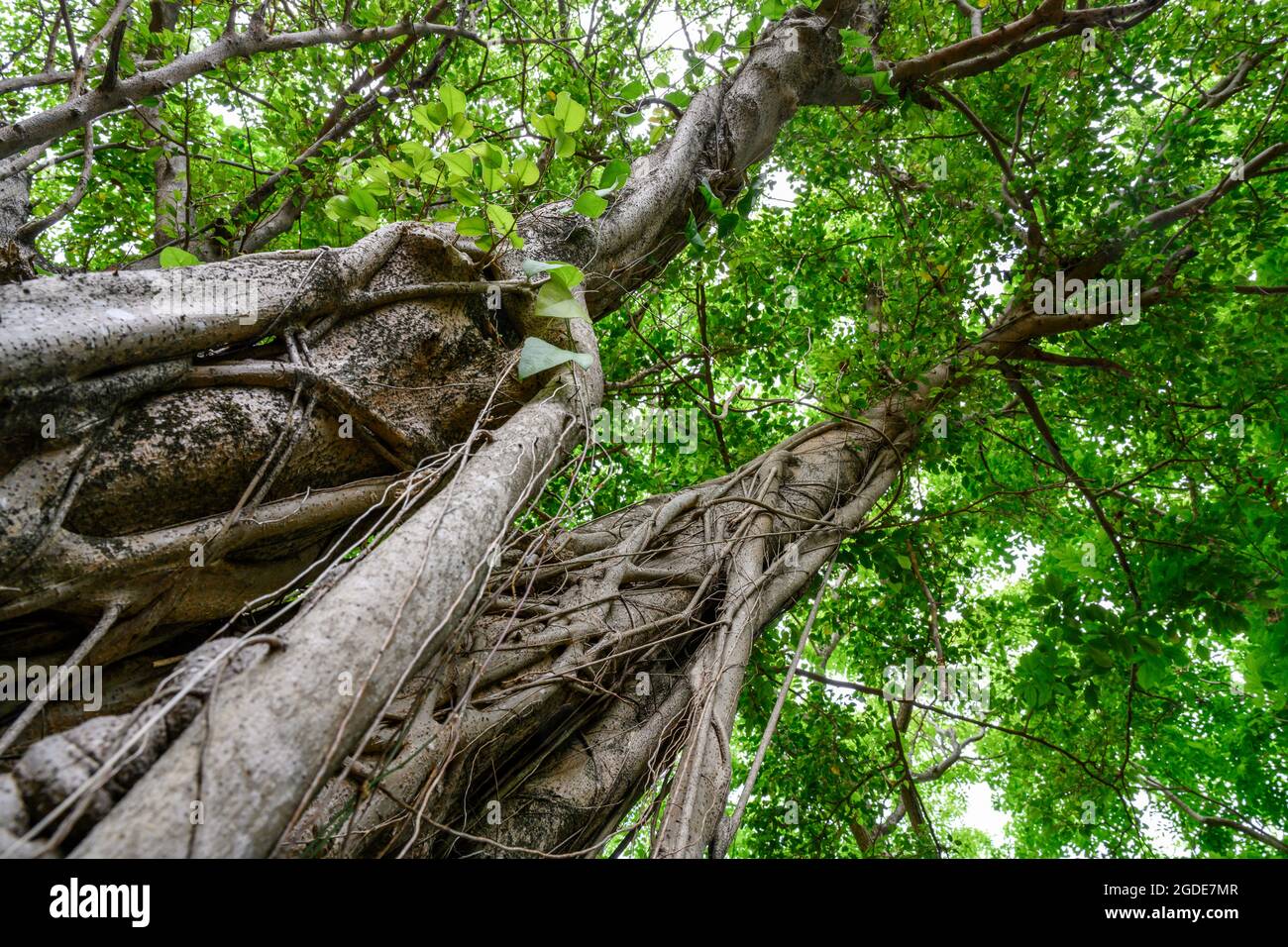 Bottom view of the intertwining roots rise up to the trunk of a rising ...
