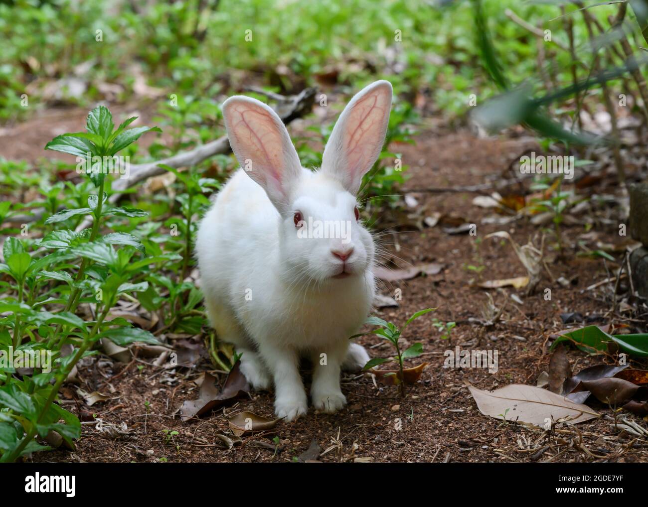 Curious and trusting white rabbit Stock Photo - Alamy