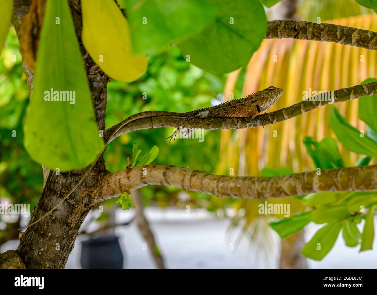Maldives lizard hi-res stock photography and images - Alamy
