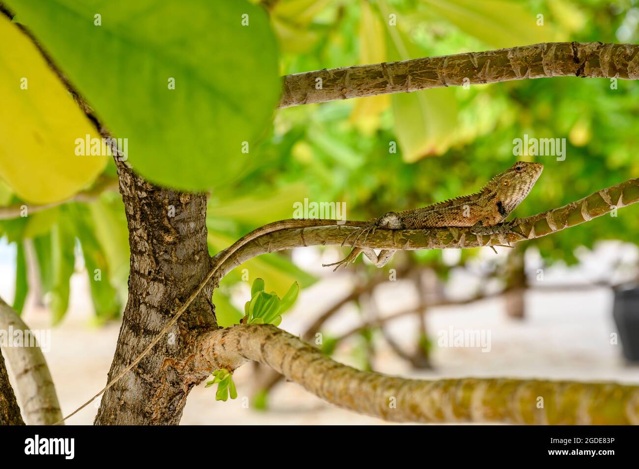 Lizard on a tree in the tropics in the Maldives Stock Photo - Alamy