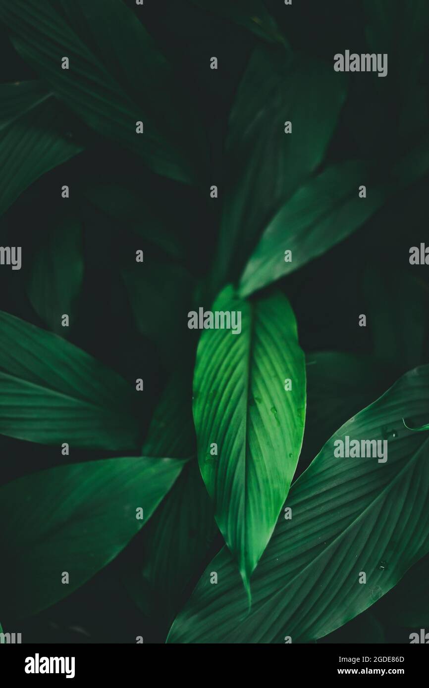 Vertical shot of lance-shaped tropical leaves growing in the garden ...