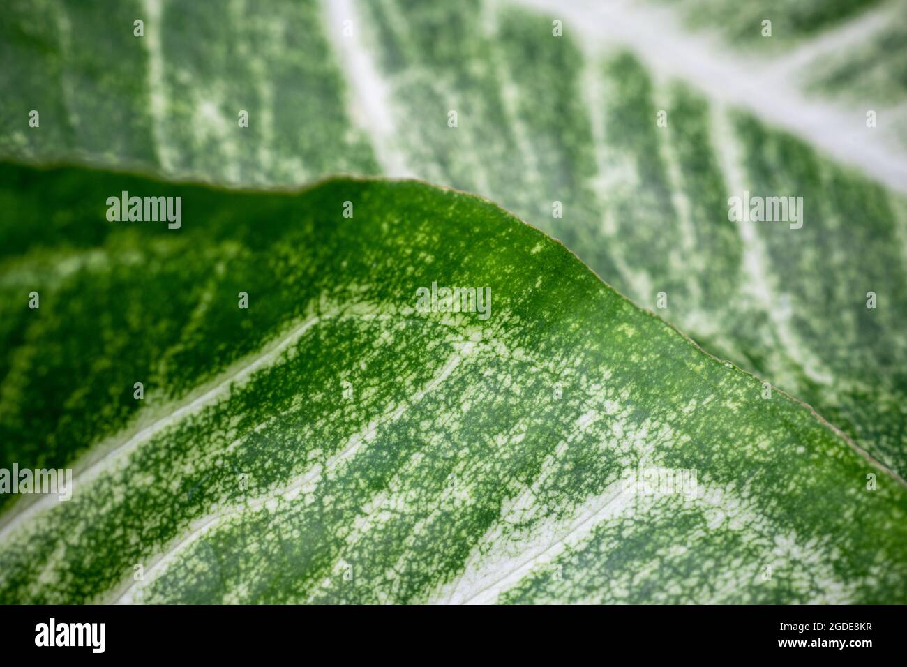 A close-up of tree leaf. Syngonium plant Stock Photo - Alamy