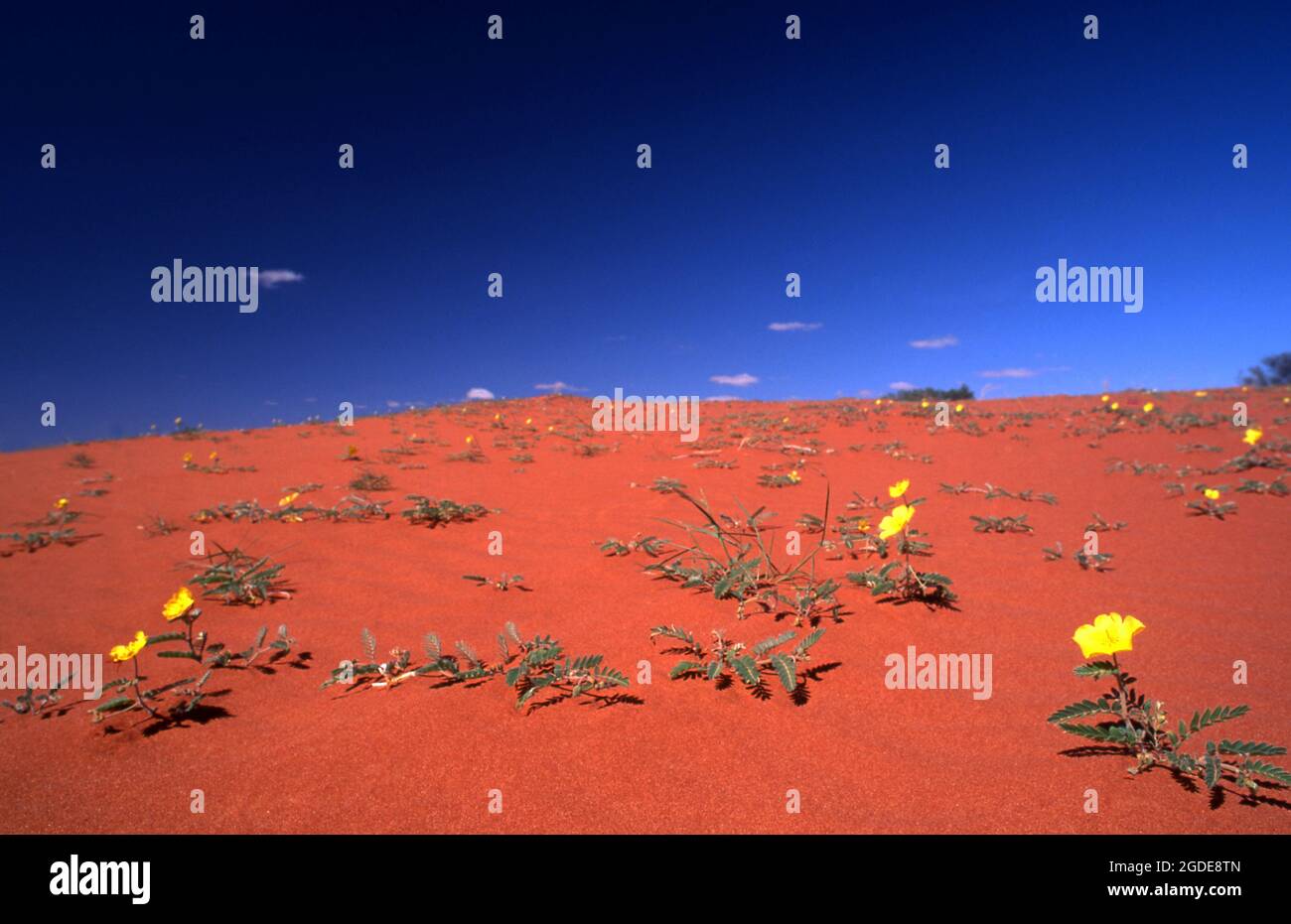 WILDFLOWERS GROWING ON A SANDUNE IN THE HARSH SIMPSON DESERT, CENTRAL ...