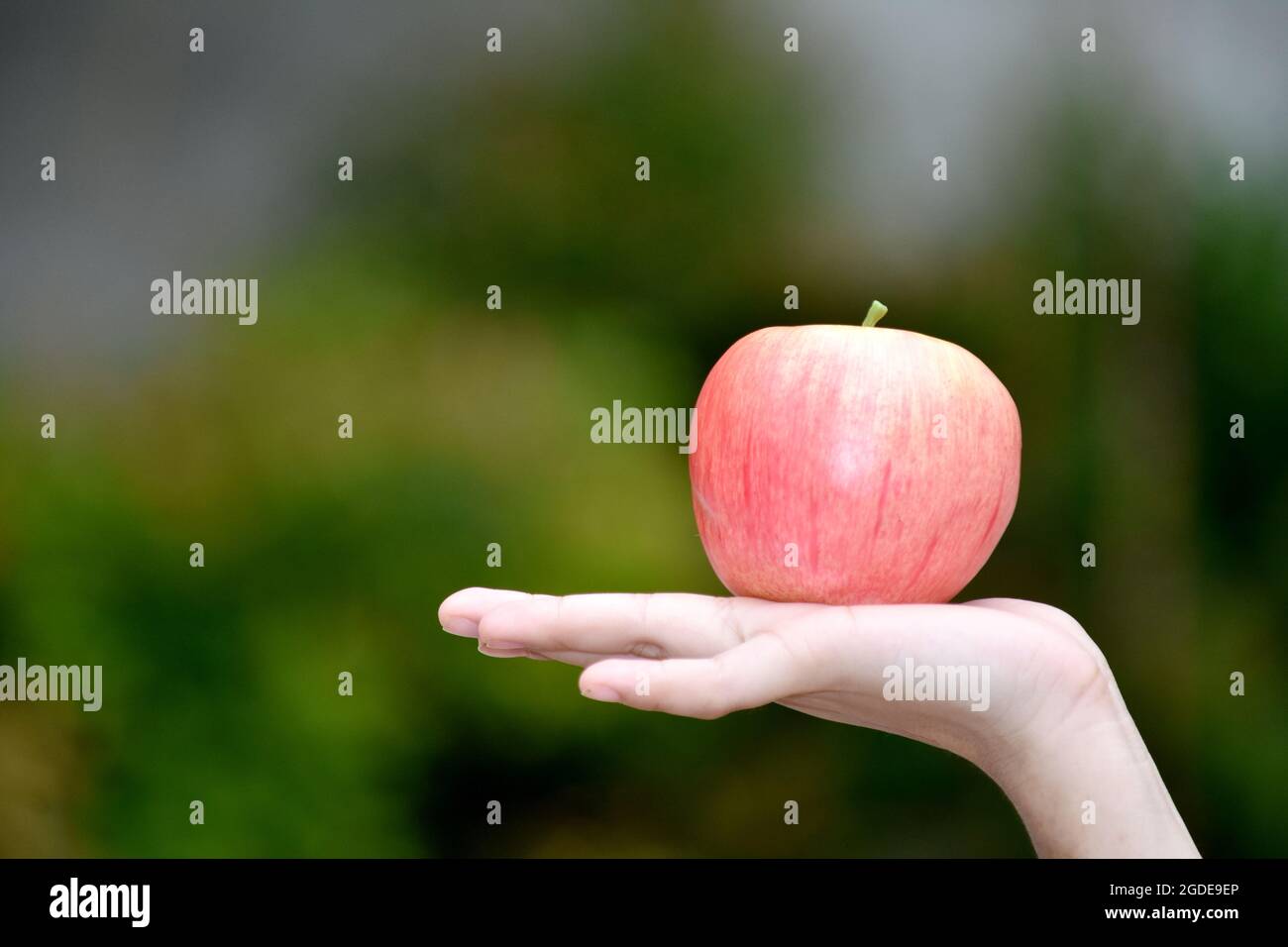 A Hand Holding An Apple Stock Photo - Alamy
