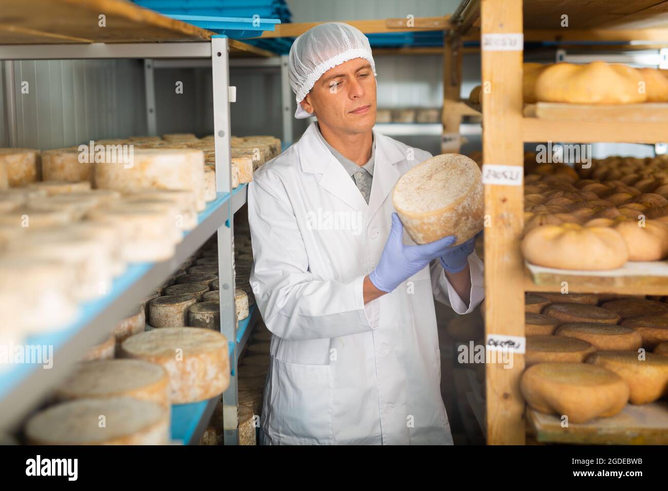 Cheese maker brushing mould off the hard cheeses by hand. Numbers on ...