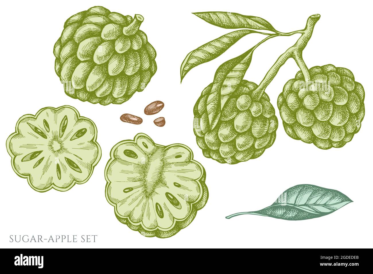 Atis Fruit Drawing