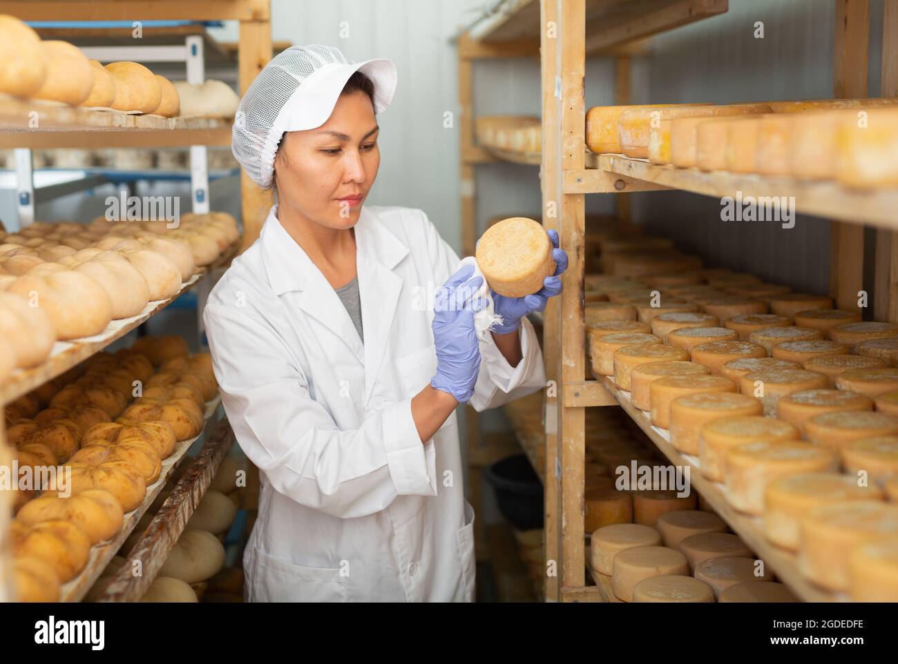 Cleaning cheese while it matures at cheese factory Stock Photo - Alamy