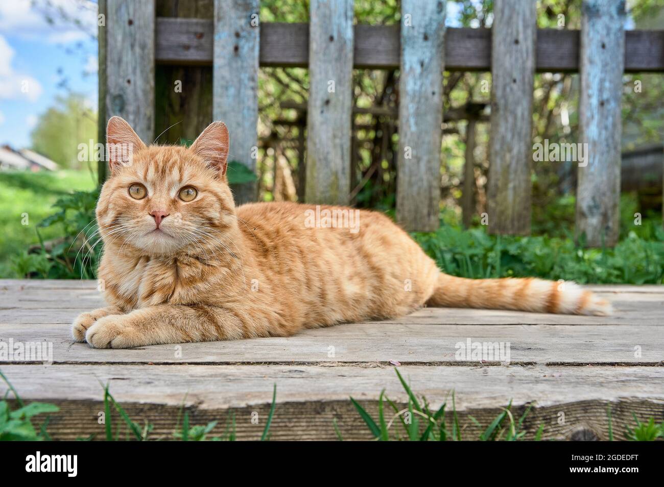 Domestic red tabby cat walking hi-res stock photography and images - Alamy