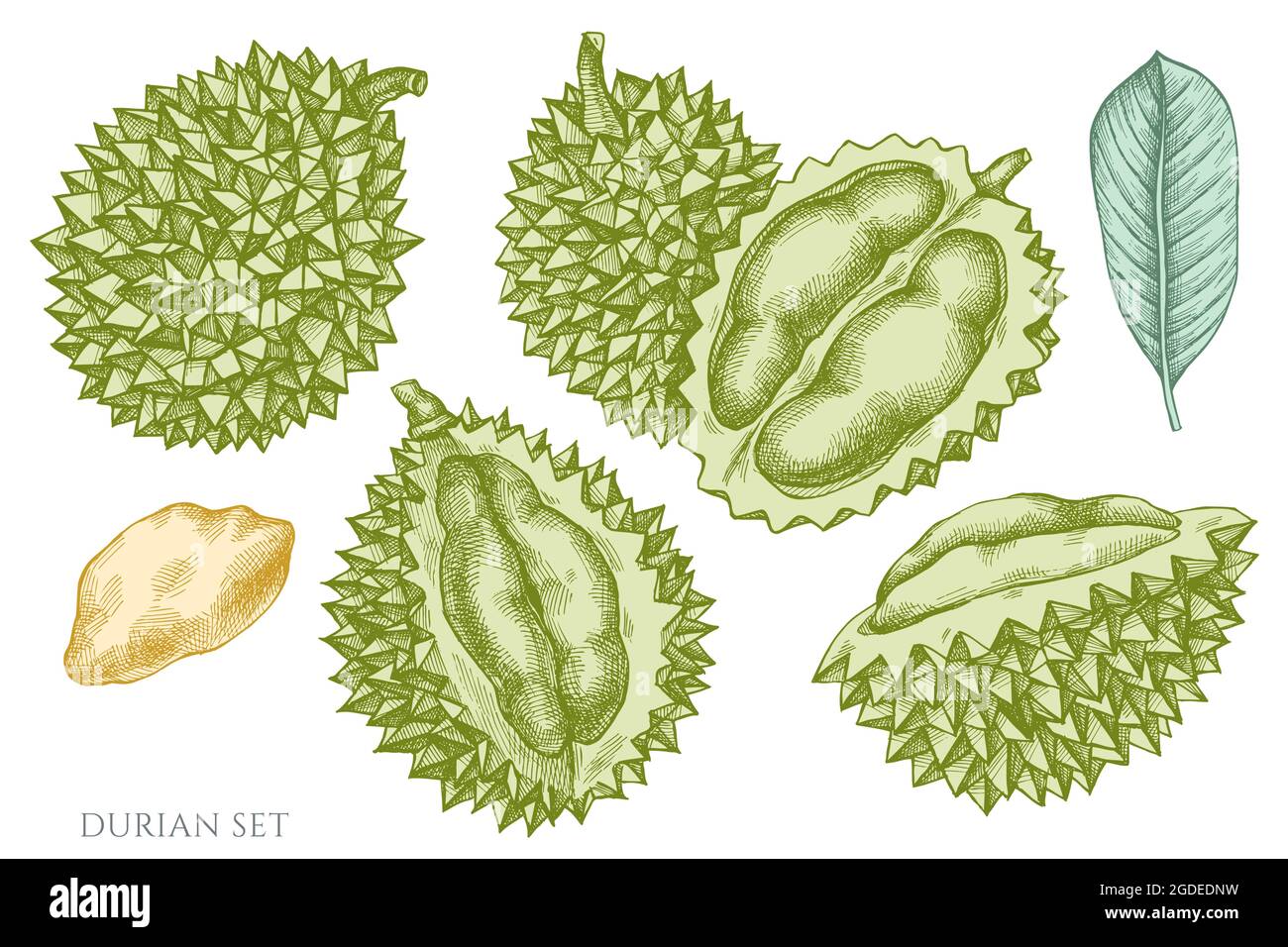 Durian indonesia malaysia Stock Vector Images - Alamy
