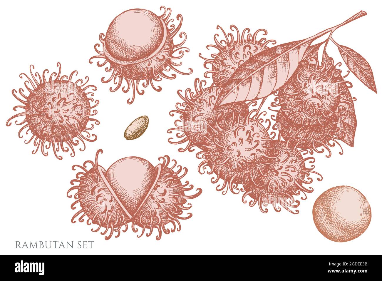 Vector set of hand drawn pastel rambutan Stock Vector Image & Art - Alamy
