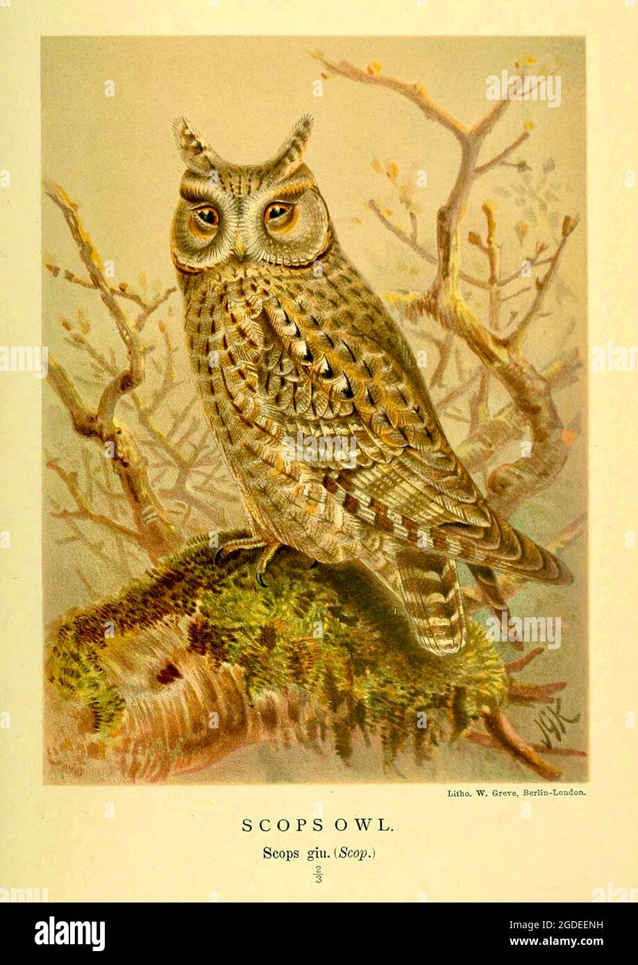 Vintage Owl Illustration