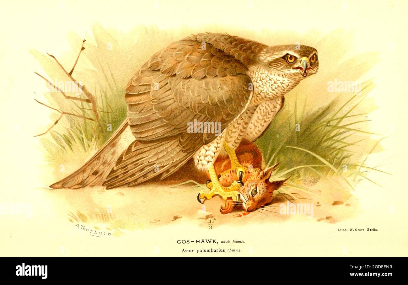 Archibald Thorburn - Goshawk - Coloured figures of the birds of the ...
