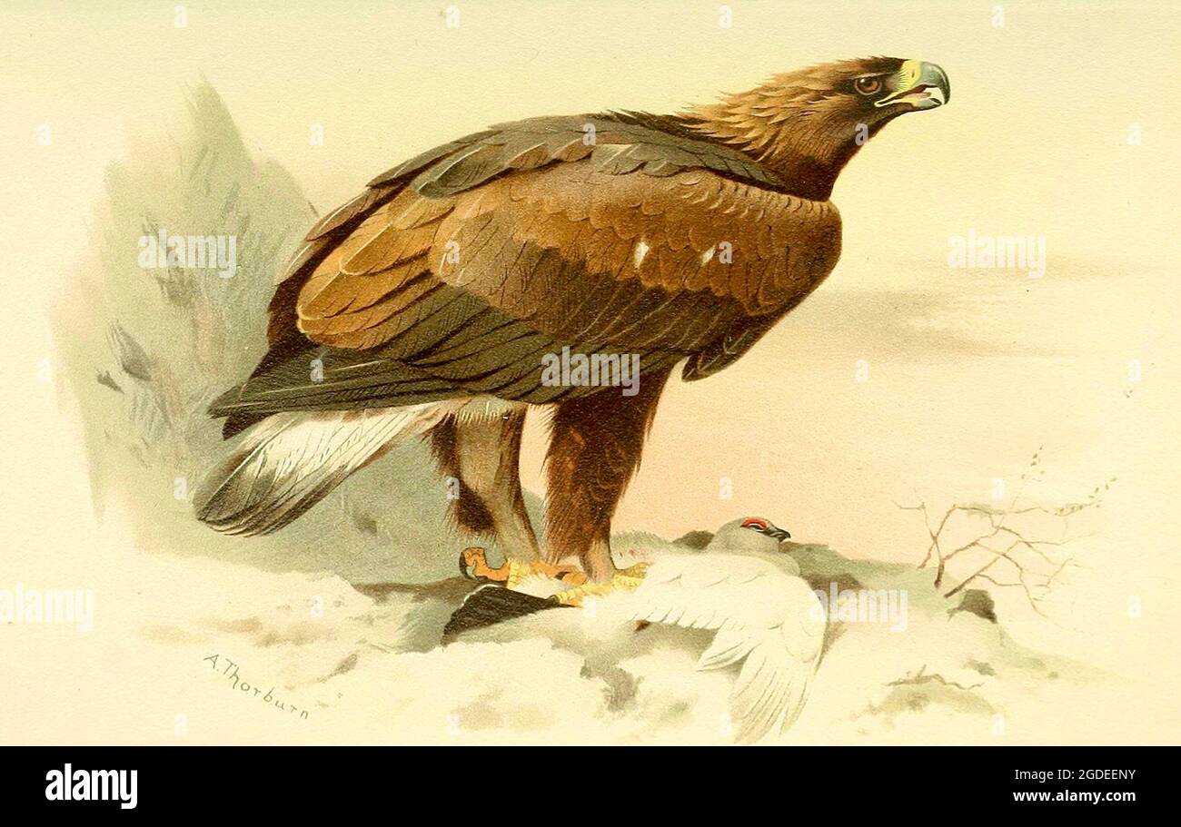 Archibald Thorburn - Golden Eagle, Aquila chrysaëtus Stock Photo - Alamy