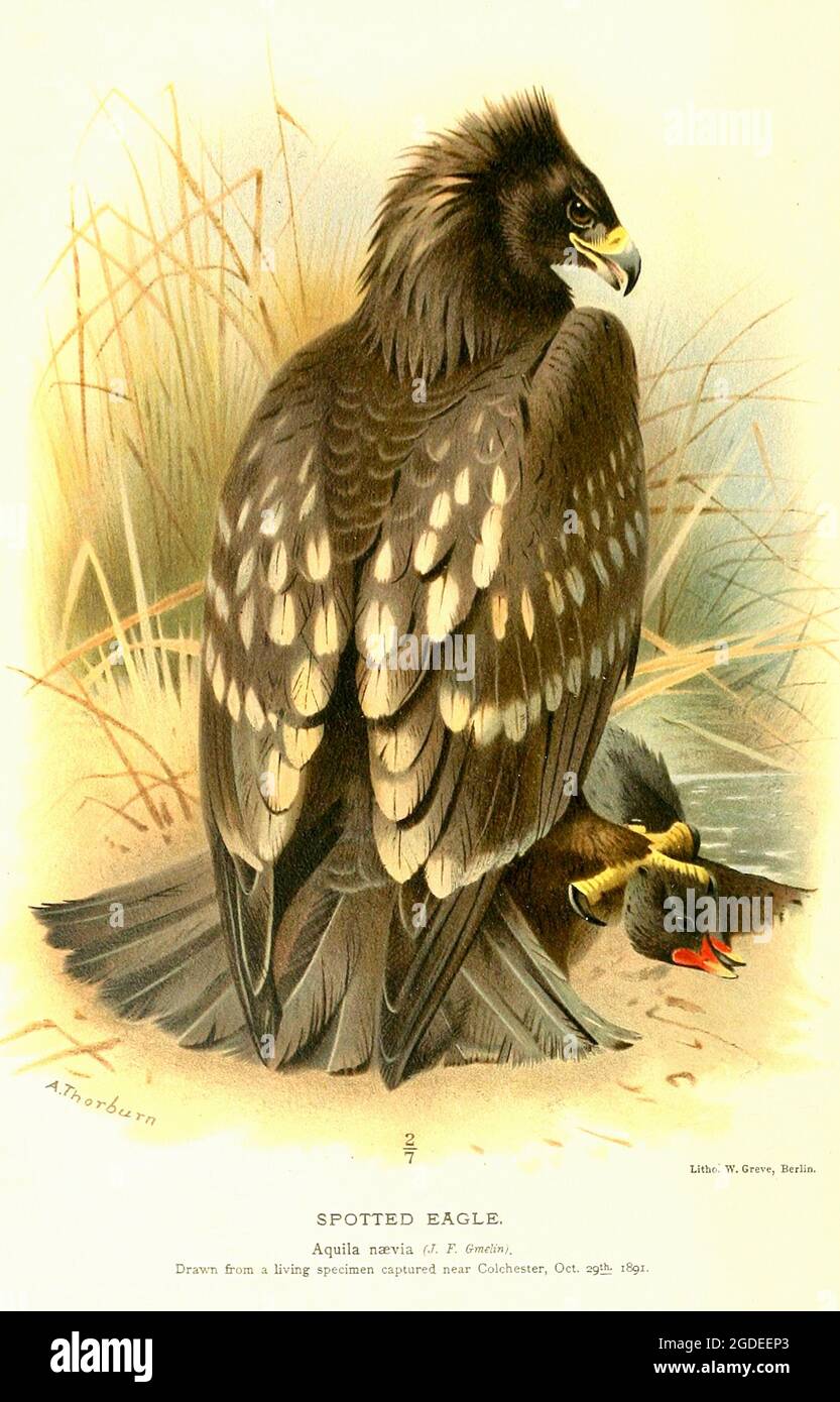 Archibald Thorburn - Spotted Eagle - Aquila naevia - Drawn from a ...