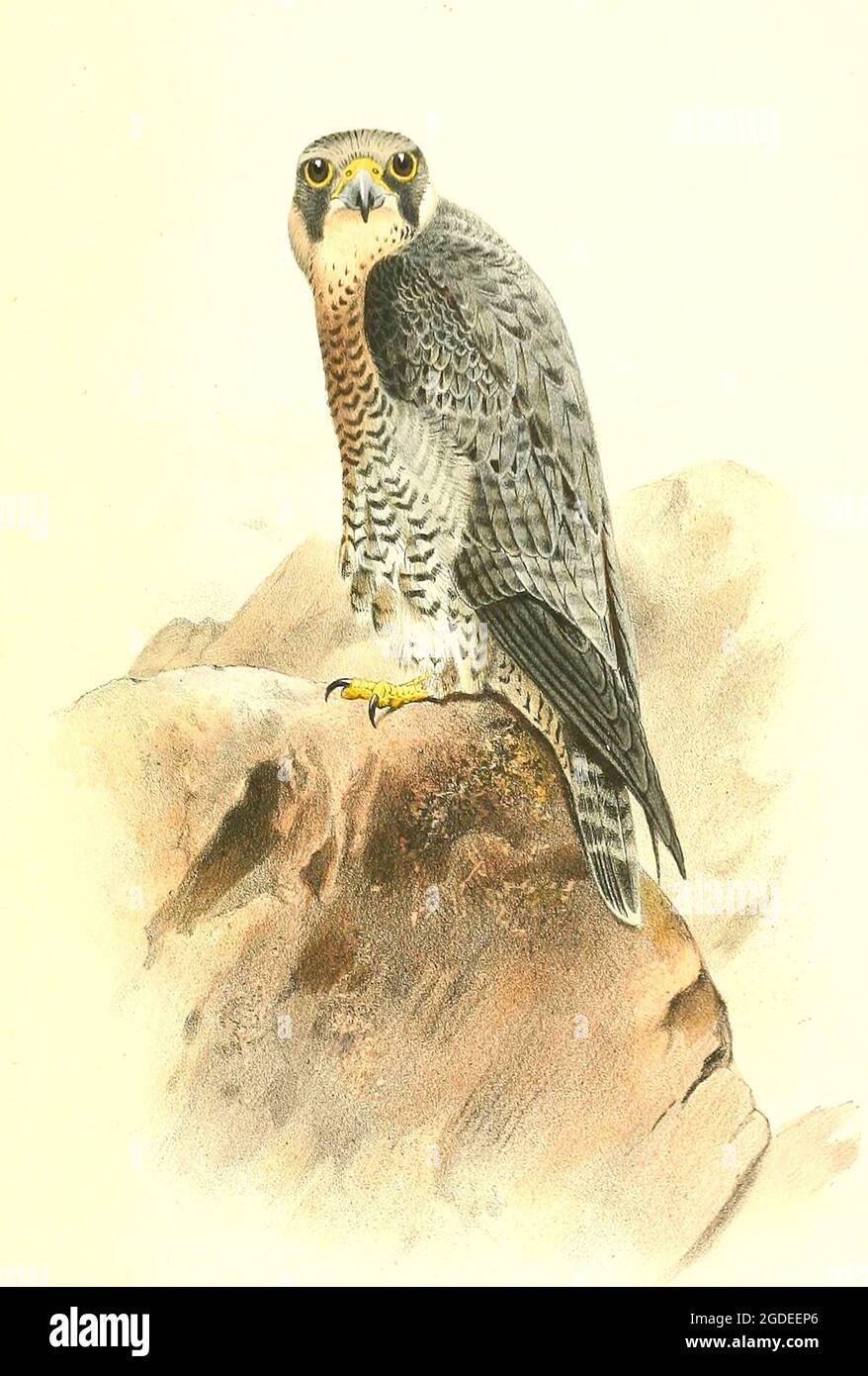 Vintage British bird illustration of a Peregrine Falcon (Falco ...