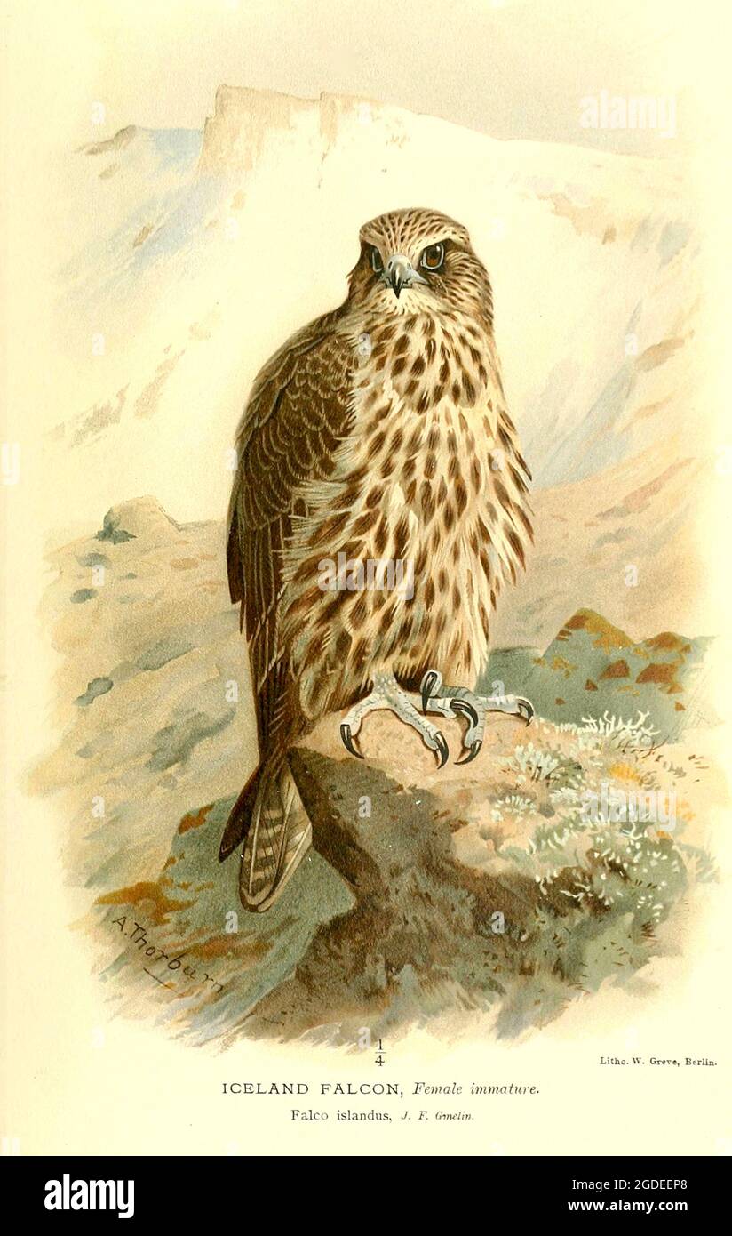 Vintage Archibald Thorburn illustration entitled Iceland Falcon ...