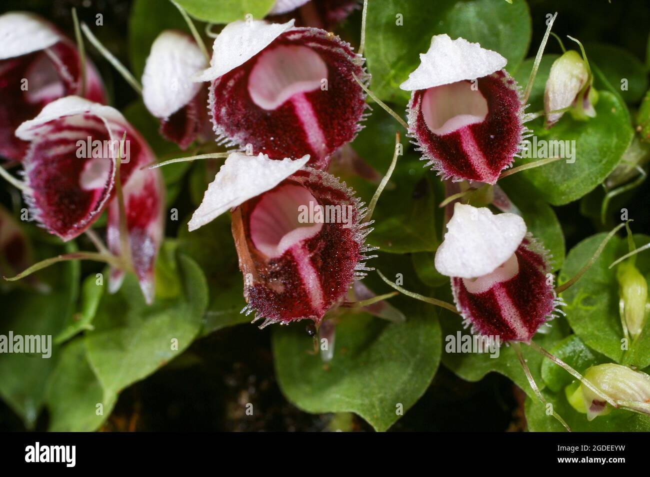 Colony of tiny helmet orchids (Corybas carinatus), Sarawak, Borneo ...