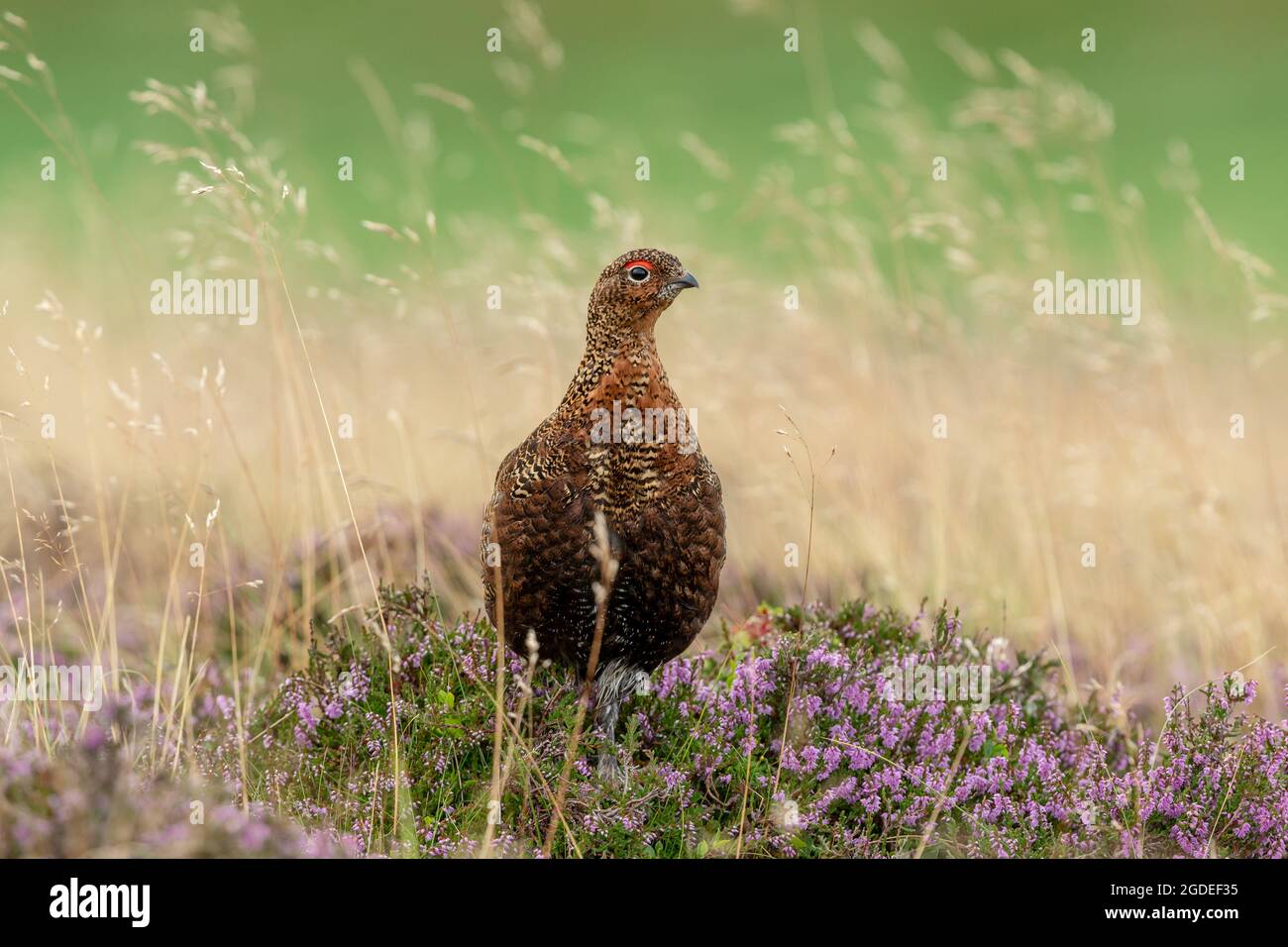 Red Grouse male on 12th August 2021, also known as the Glorious 12th ...