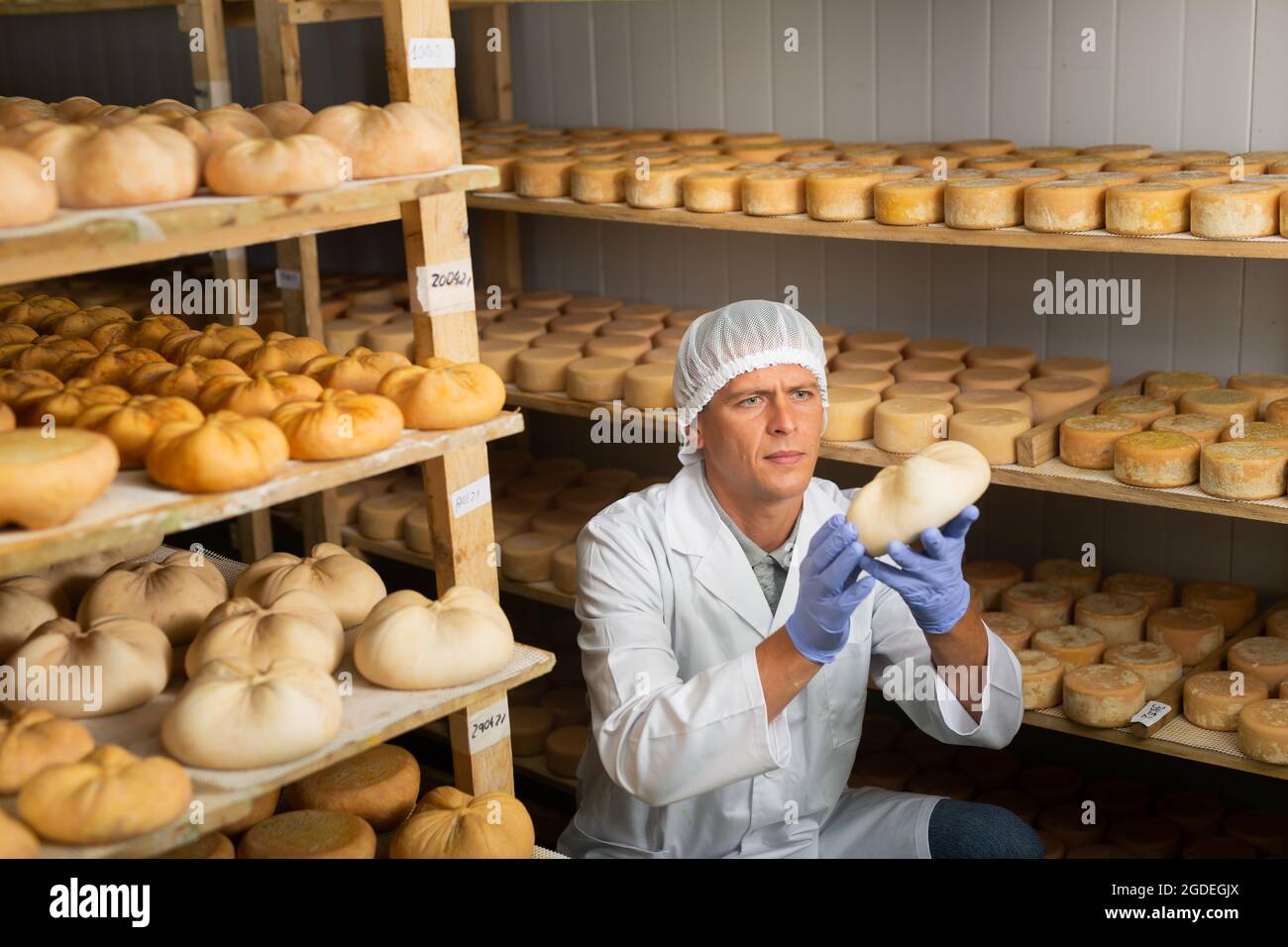 Cheese maker brushing mould off the hard cheeses by hand. Numbers on ...