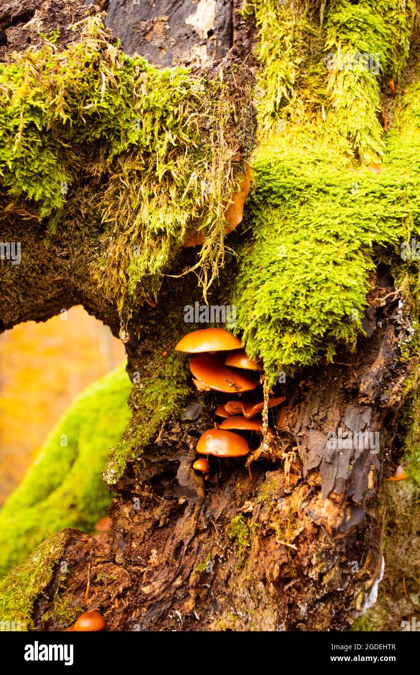 Nature detail mashrooms and moss at the rotten tree Stock Photo - Alamy